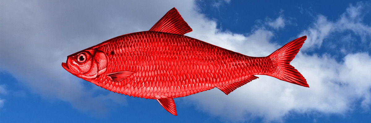 RED HERRING